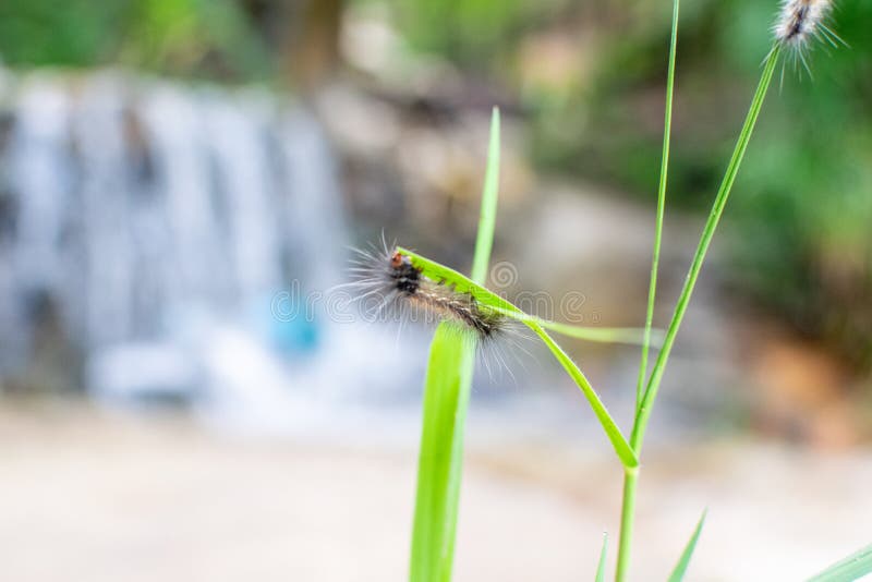 Macro Shot of Worm on a Grass Stock Photo - Image of macrophotography ...