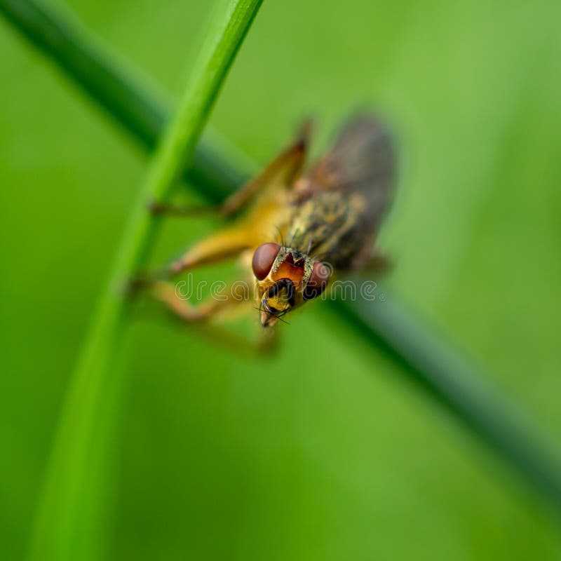 Macro Shot of a Yellow Creepy Dung Fly Head Looking at the Camera Stock ...