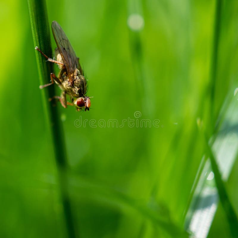 Macro Shot of a Yellow Dung Fly on a Bright Green Grass Stock Image ...