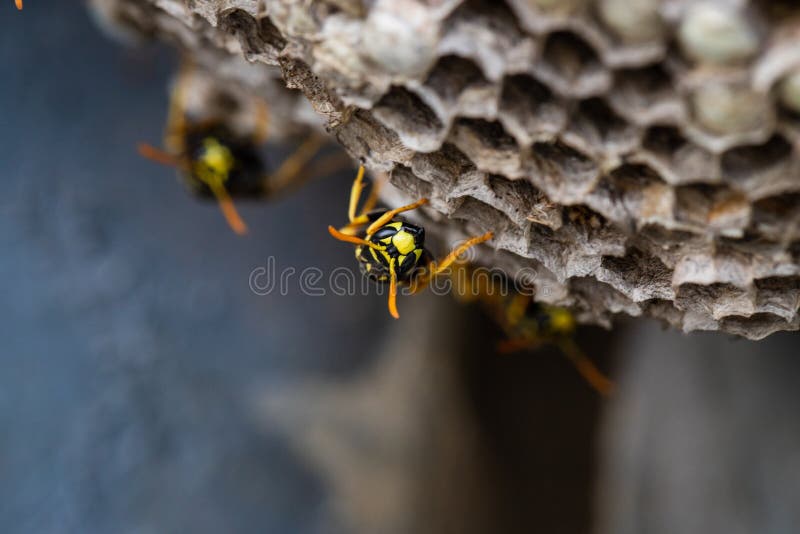 Macro Shot of a Yellow Jacket on a Hive. Stock Photo - Image of pest ...
