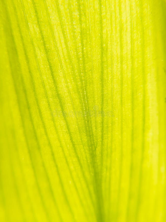 Macro Shot of a Yellow Leaf Texture Stock Photo - Image of flora, macro ...