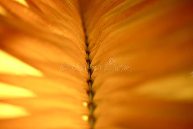Macro Shot of a Yellow Palm Tree Leaf Texture Stock Image - Image of ...
