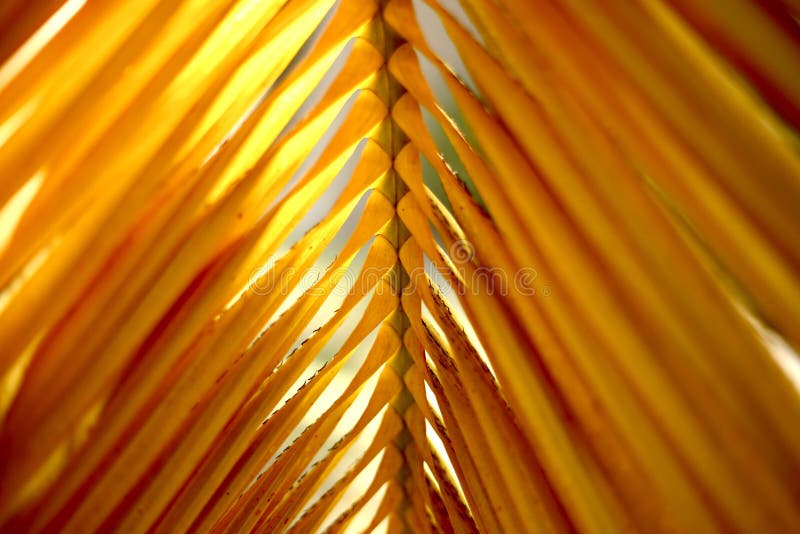 Macro Shot of a Yellow Palm Tree Leaf Texture Stock Image - Image of ...