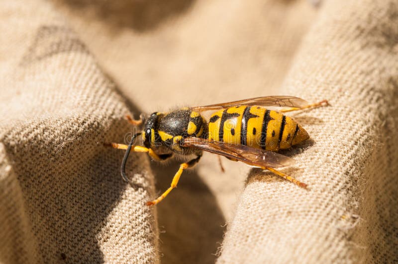 Macro Shot of a Yellow Wasp.Insect in Nature Stock Photo - Image of ...