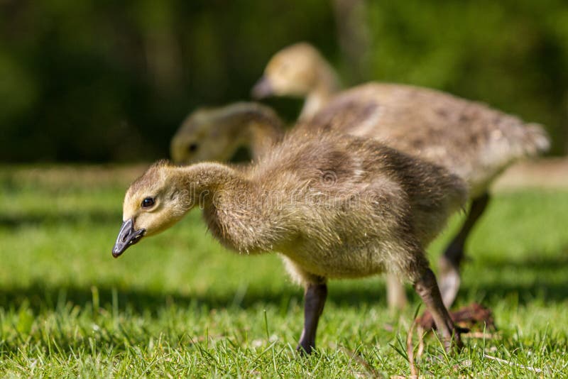 Macro Shot of Young Canadian Geese Walking on the Grass Stock Image ...