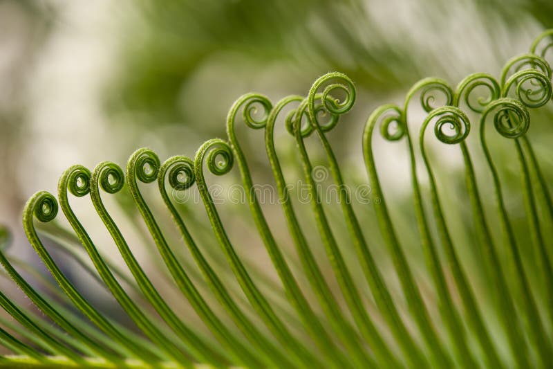 Macro Shot of Young Green Ferns Stock Photo - Image of fern, bright ...
