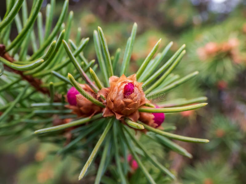 Macro Shot of Young Pink Cone Buds on a Branch of Spruce Tree in Spring ...