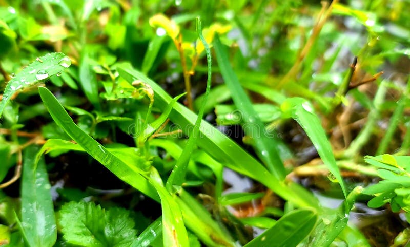 Macro Shots Outsiden the Grass after Rain Stock Image - Image of animal ...