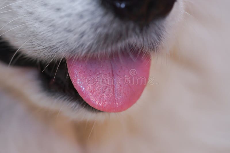 503 Tonque Fotos - Fotos de Stock Gratuitas e Fotos Royalty-Free Dreamstime