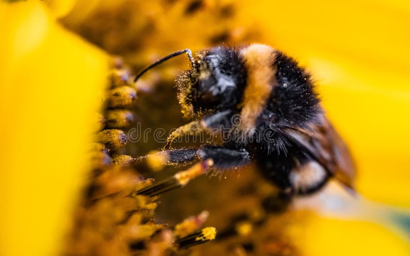 Macro Side View of a Bumblebee Covered in Sunflower Pollen Stock Photo ...
