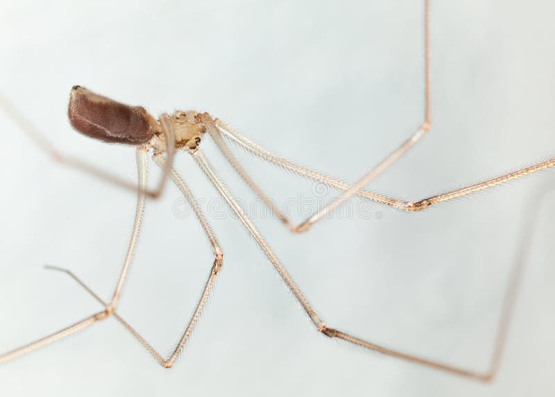 Long legs spider stock image. Image of wild, arachnid - 151206395