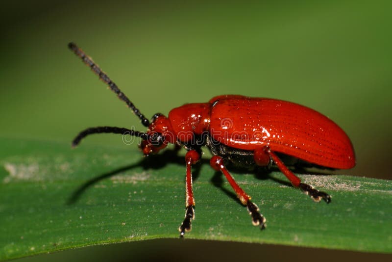 Macro Side View of a Red Caucasian Beetle on a Lily Leaf Stock Image ...