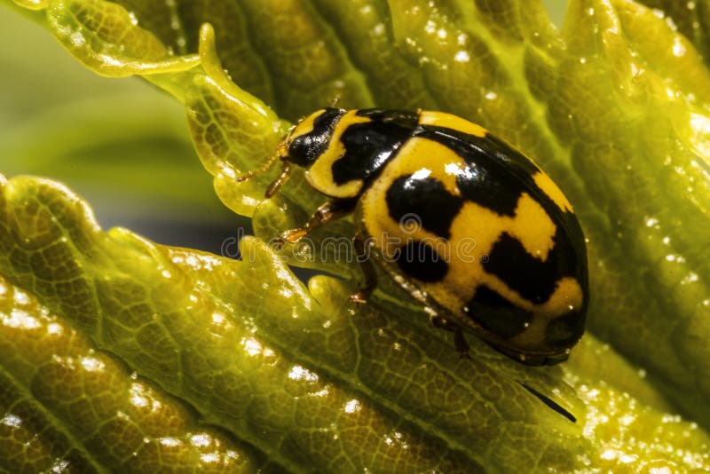 Twenty Spotted Ladybug Stock Photos - Free & Royalty-Free Stock Photos ...