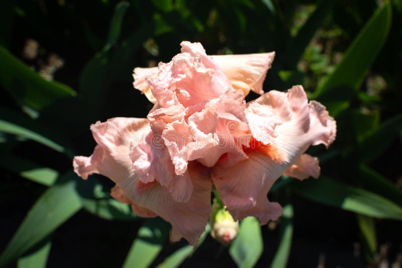 Macro Side View of a White Iris Flower on Green Background Stock Image ...