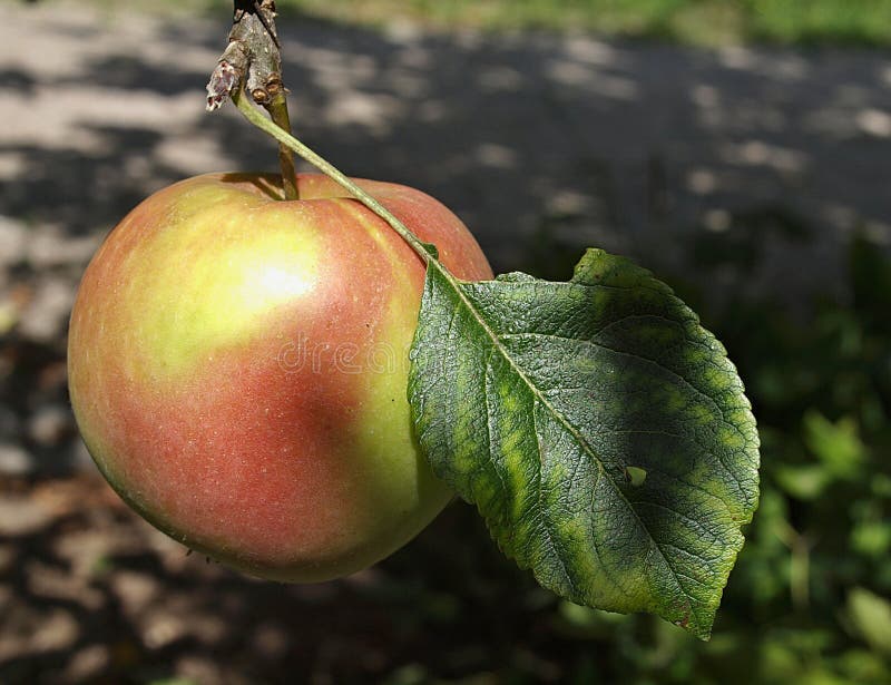 One apple at a apple tree stock photo. Image of grocery - 166389794