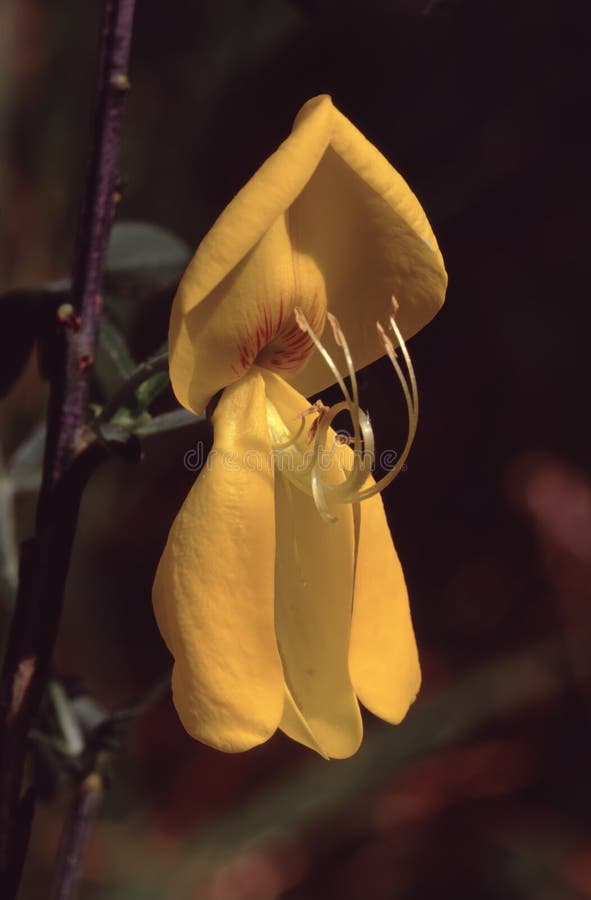 Macro of Sarothamnus Scoparius or Common Broom Front View Stock Image ...