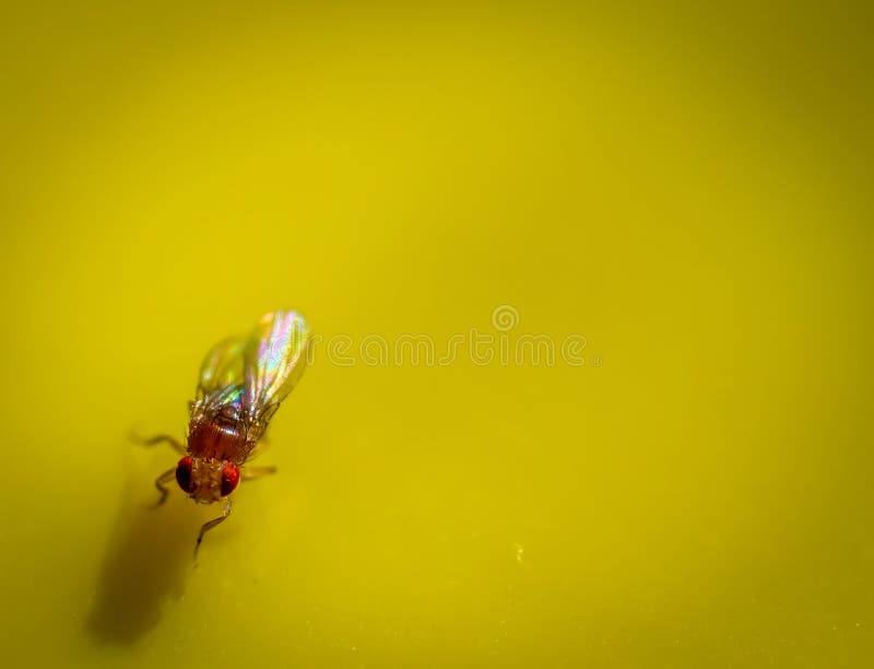 Macro of a Single Fruit Fly Caught on a Sticky Paper Trap Stock Photo ...