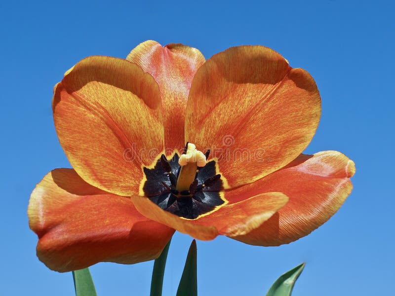 Macro of a Red Blooming Tulip in Front of Blue Sky Stock Image - Image ...