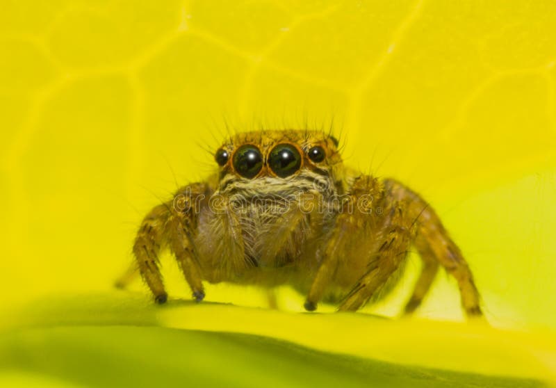Macro Spider Face on Green Leaf Stock Image - Image of leaves, black ...