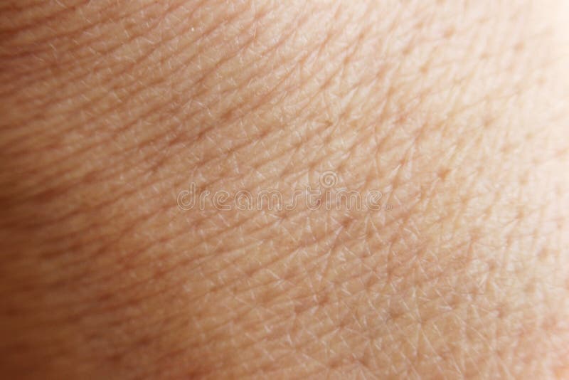 The Skin of the Back of the Human Hand with the Tendon of the Large ...