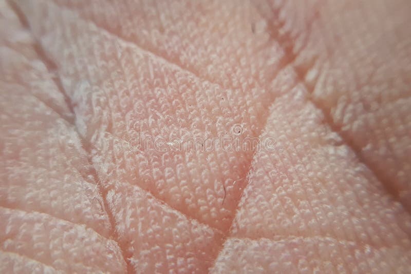 Macro Skin of Human Hand. Medicine and Dermatology Stock Photo - Image ...