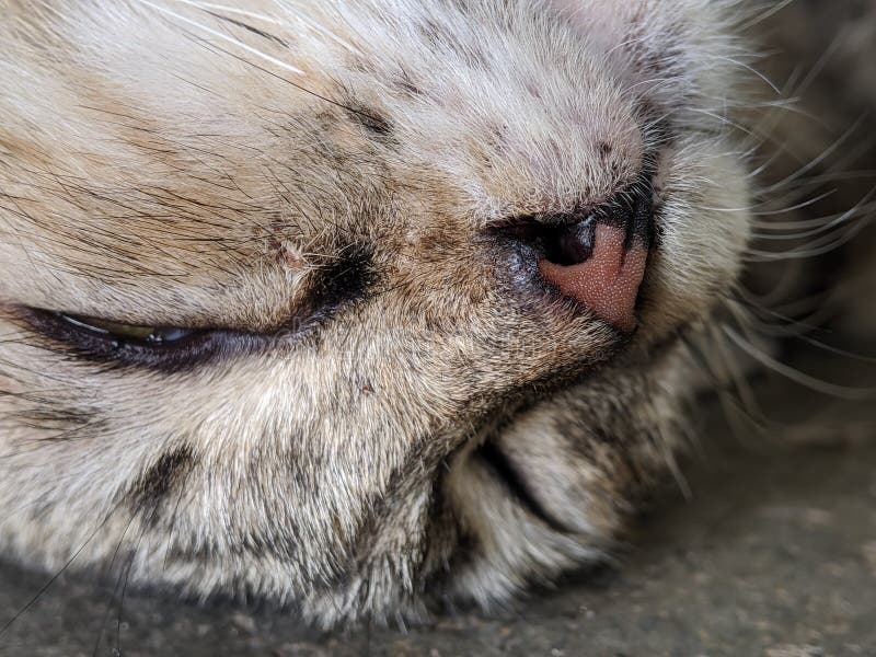 Macro of Sleep Cat Face Texture Stock Image - Image of animal, sleep ...
