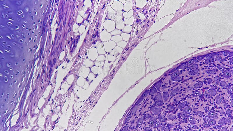 Bone cell texture stock illustration. Illustration of background - 6958235