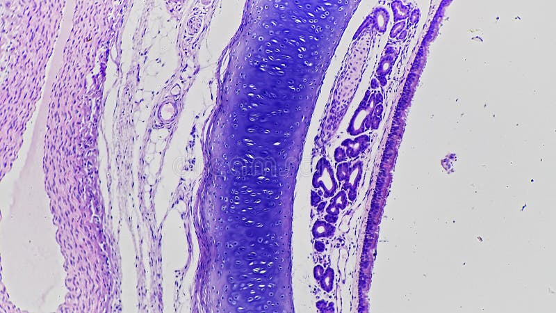 Macro Slide of Bone Cell in Section Under Microscope 400x on Bright ...