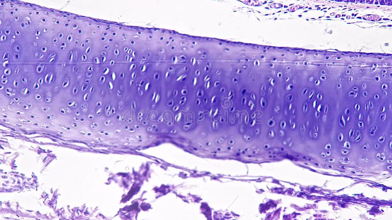 Bone cell texture stock illustration. Illustration of background - 6958235