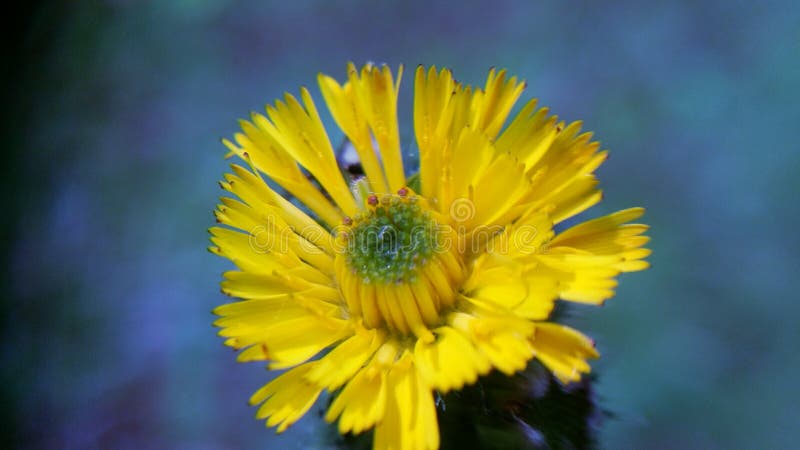 Macro of Small Blooming Yellow Wildflower Stock Photo - Image of ...