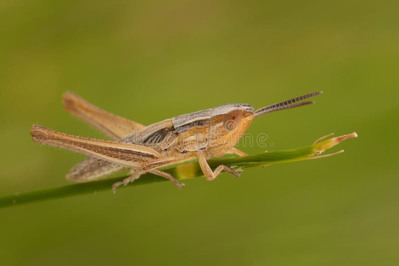 Macro of a Small Brown Grasshopper Stock Photo - Image of grass, green ...