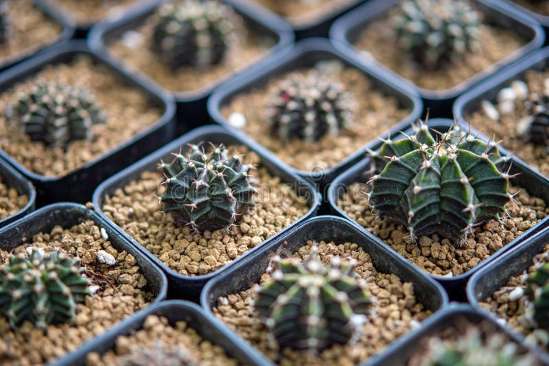 Macro, Small Cactus Plants Texture from Top View Stock Photo - Image of ...