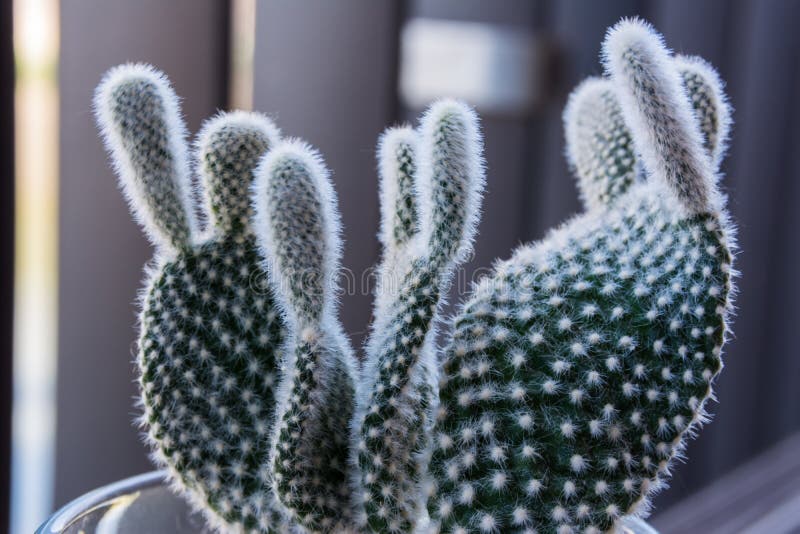 Macro Small Fuzzy Cactus Decoration Stock Photo - Image of decorate ...