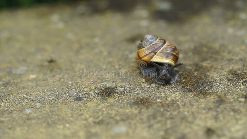 Macro of Small Garden Snail Stock Video - Video of snail, lonely: 40047847