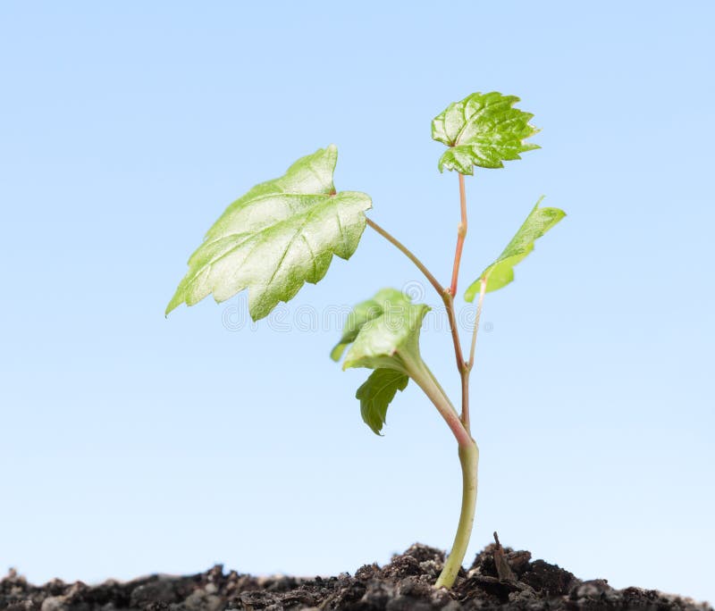 Growing grape seeds stock image. Image of environment - 110756819
