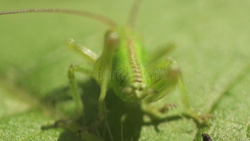Macro of Small Green Cricket Stock Footage - Video of cathydidae ...