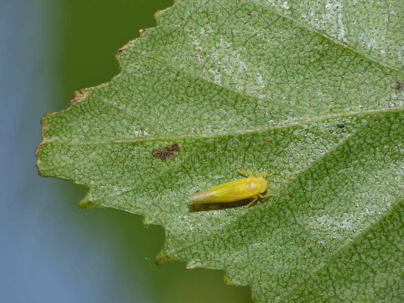 Macro of a Small Green Fly on a Leaf - UK Stock Photo - Image of ...