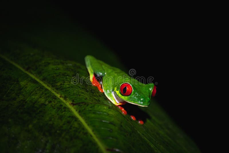Macro of a Small Green Frog Standing on a Piece of Leaf Stock Photo ...