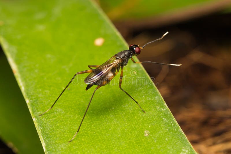Macro small insects stock photo. Image of detail, black - 77624670