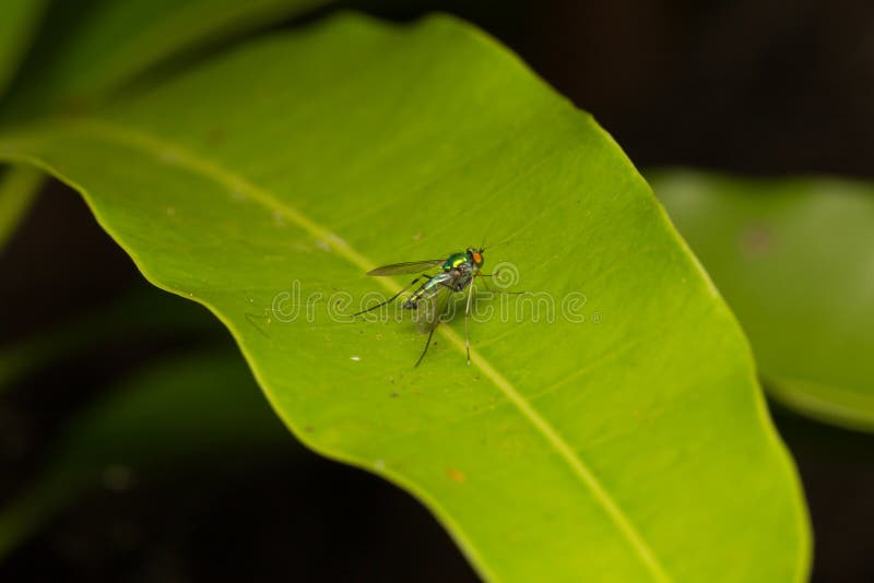 Macro small insects stock image. Image of leaf, magnification - 77186153