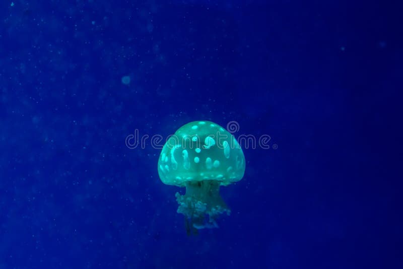Small jellyfish stock photo. Image of animal, dark, creature - 115036970