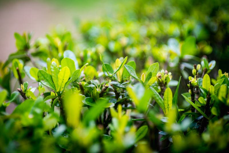 Macro of Small Leaves Plant or Bush Stock Image - Image of green ...