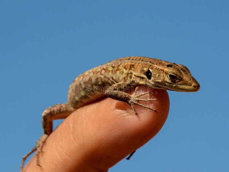Macro of Small Lizard stock image. Image of small, wildlife - 241152431