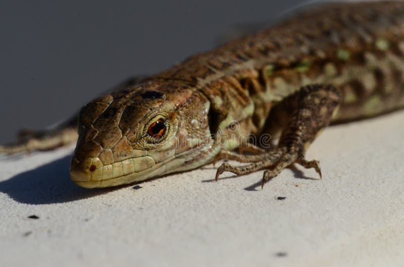Macro of Small Lizard stock image. Image of animal, brown - 43696631