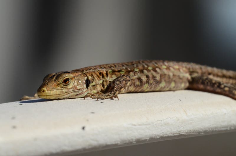 Macro of Small Lizard stock image. Image of nature, close - 47110015