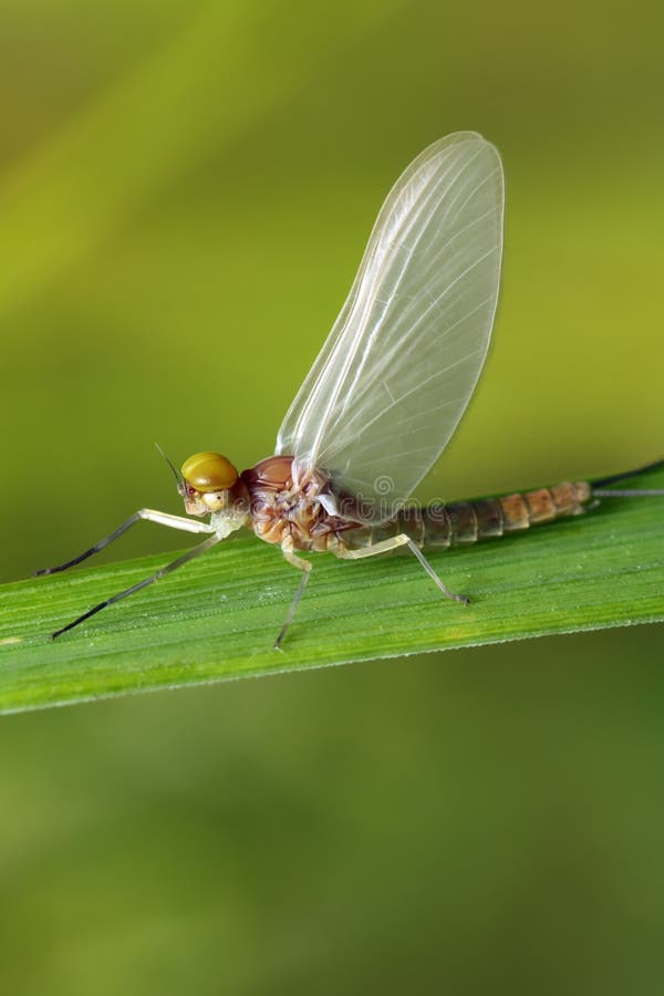 Butterfly mayfly. stock photo. Image of aquatic, butterflies - 119982100