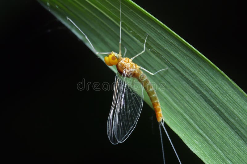 Butterfly mayfly. stock photo. Image of ephemeroptera - 119982004