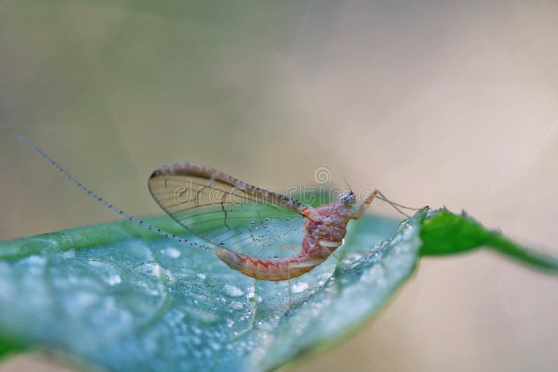 Macro of a Small Mayfly Resting on a Blade of Grass. Stock Image ...