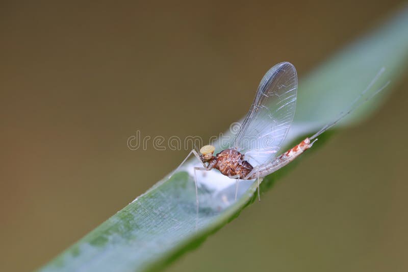 Macro of a Small Mayfly Resting on a Blade of Grass. Stock Image ...