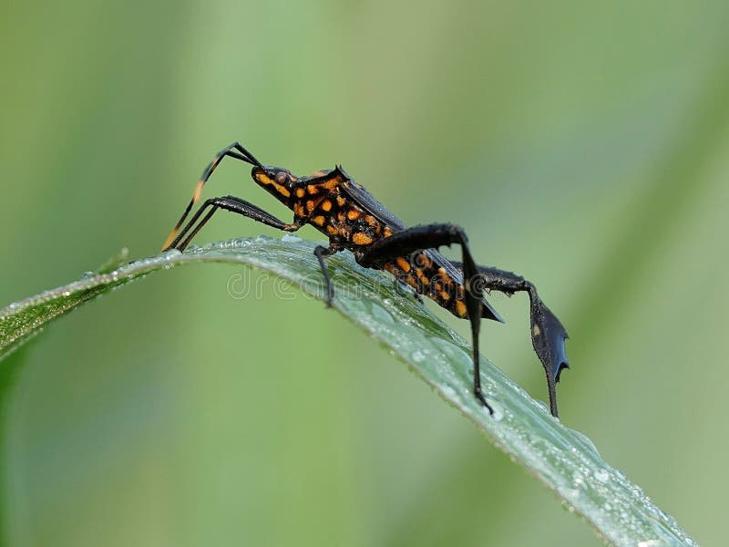 Macro of a Small Predator (Reduviidae) Perched Atop a Leaf Against a ...